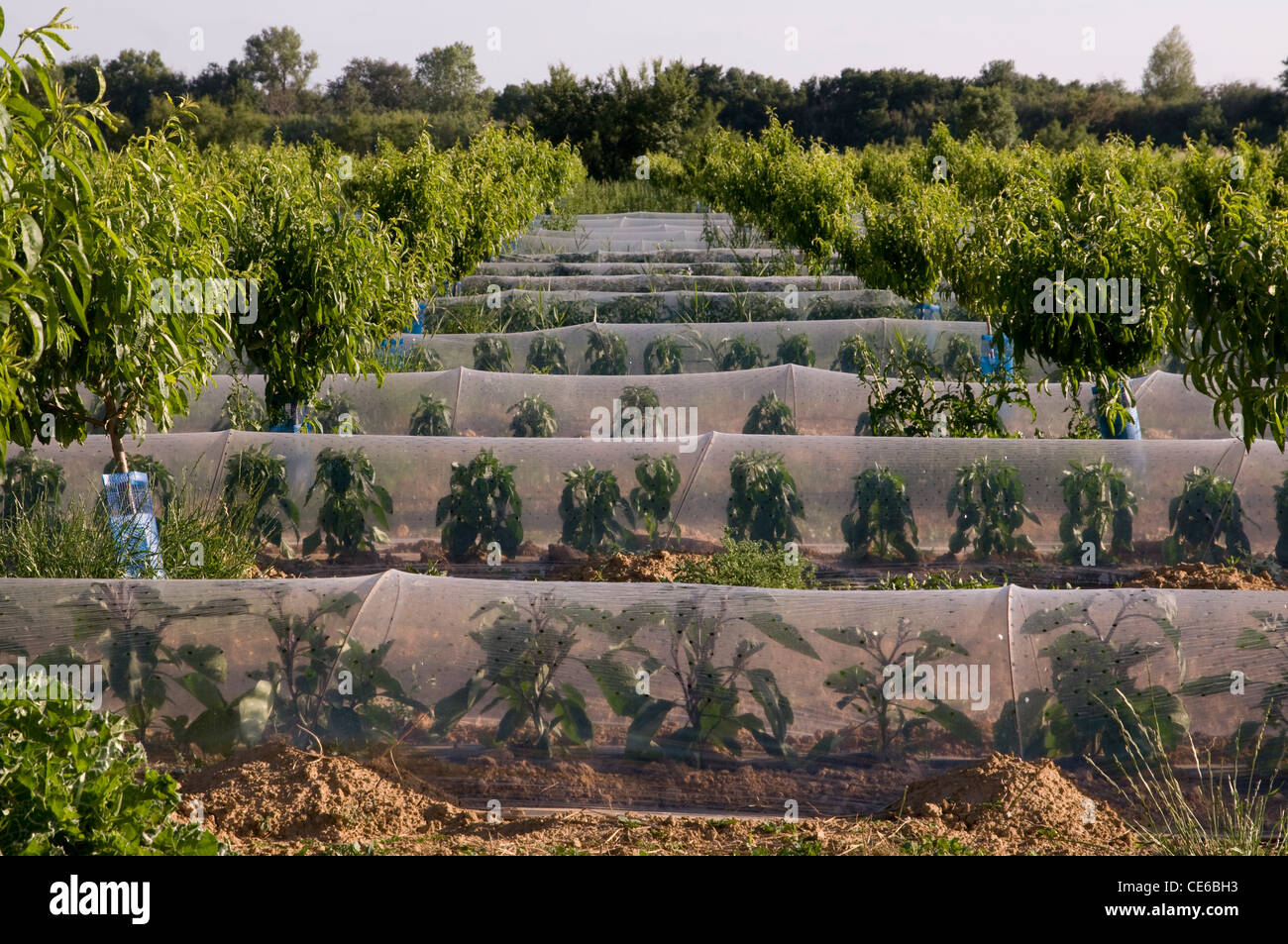 South france plant plants hi-res stock photography and images - Alamy