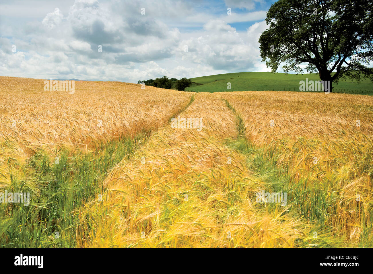 Barley field scotland hi-res stock photography and images - Alamy