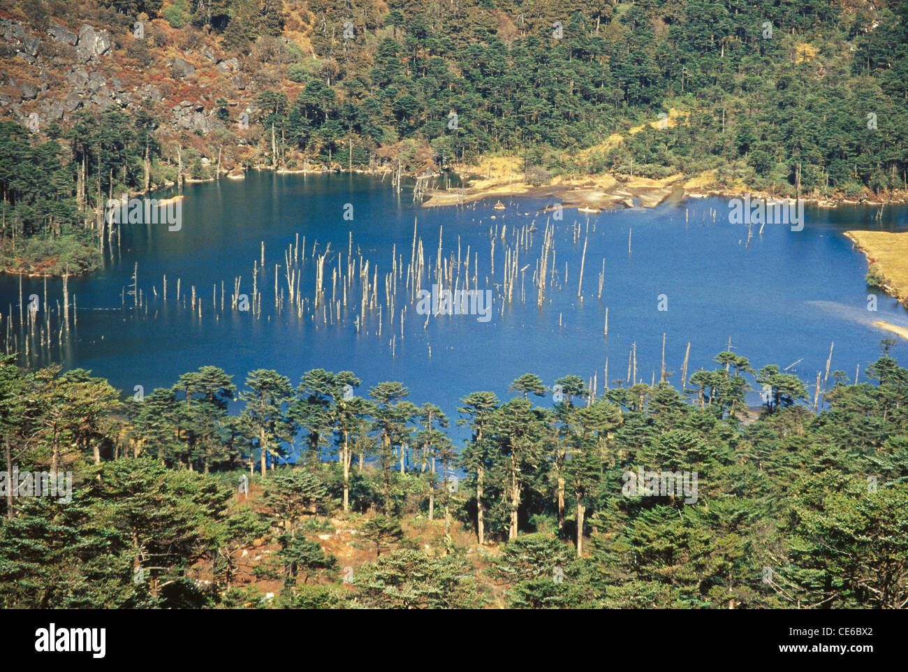 Sangetsar himalayan lake surrounded by trees forest jungle ; Tawang ...