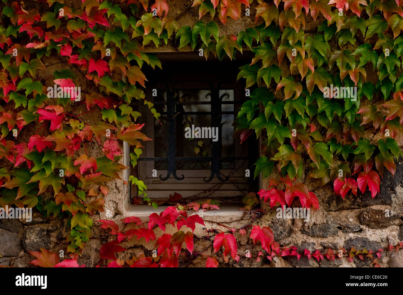 Virginia Creeper around a window of an old stone house in the South of ...
