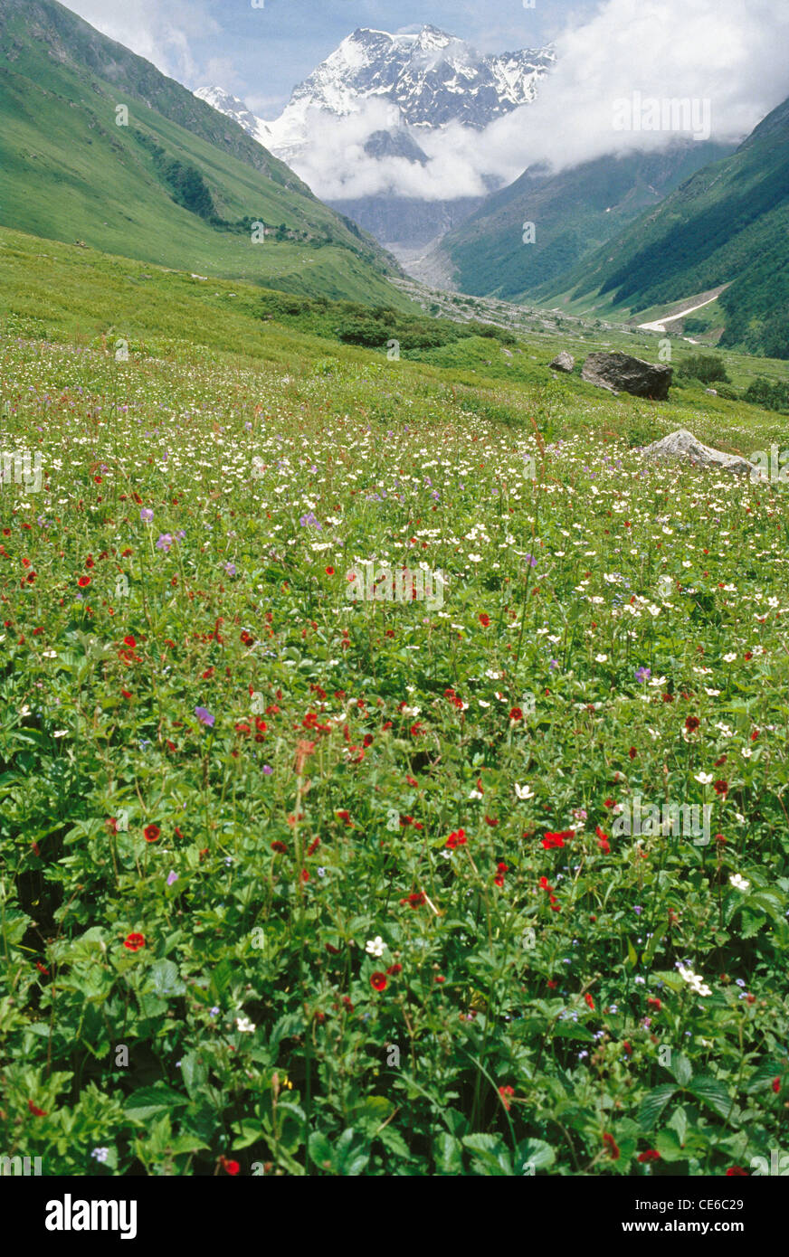 Chamoli india flowers hi-res stock photography and images - Alamy