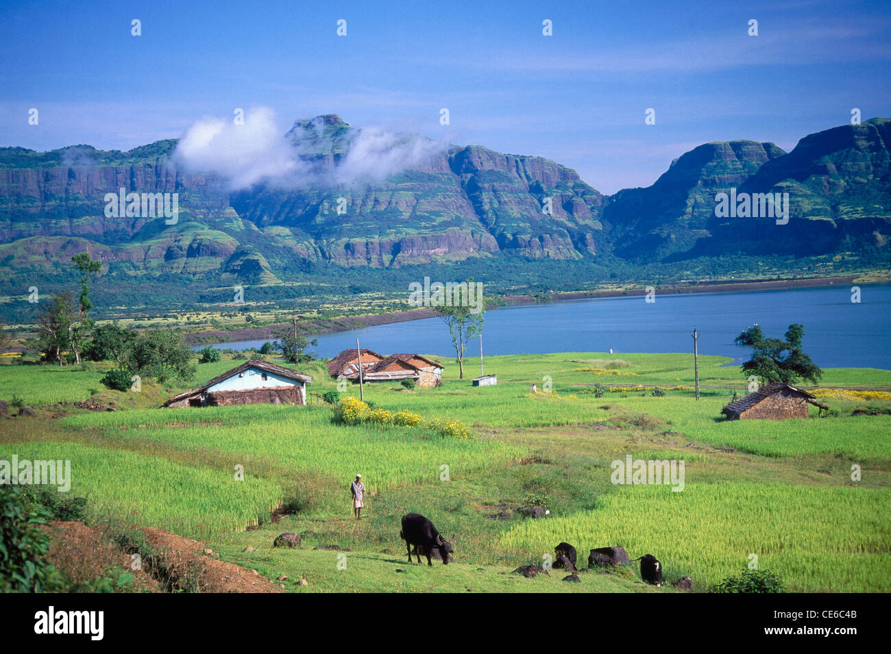 Landscape green fields western ghats mountains huts pond cloud blue sky ...
