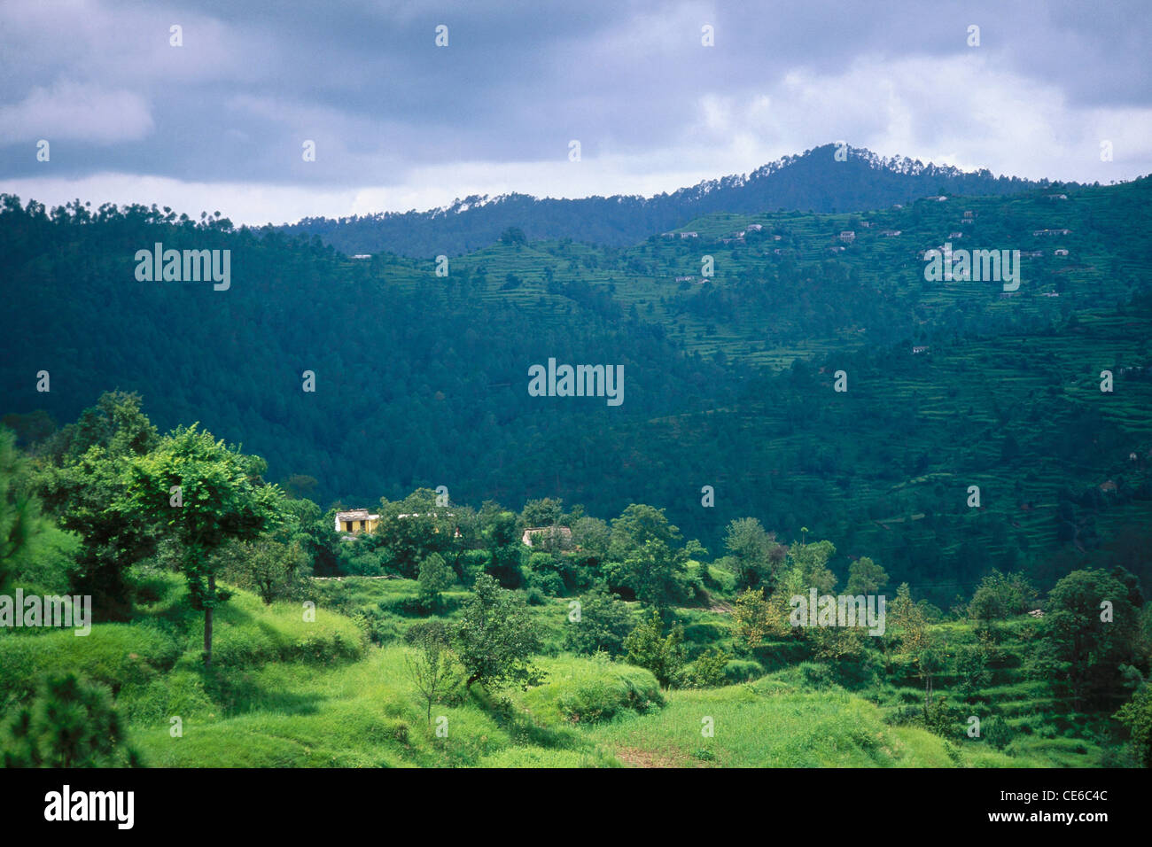 Landscape ; green fields ; mountains ; himalaya village ; sitlakhet ...