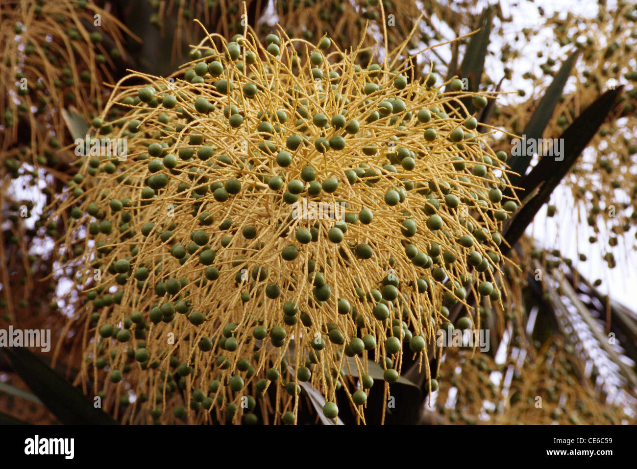 Talipot palm flowering, Corypha umbraculifera, umbrella palm, Kerala ...