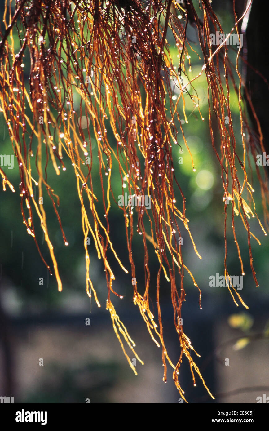 Water drops on tree roots Stock Photo - Alamy