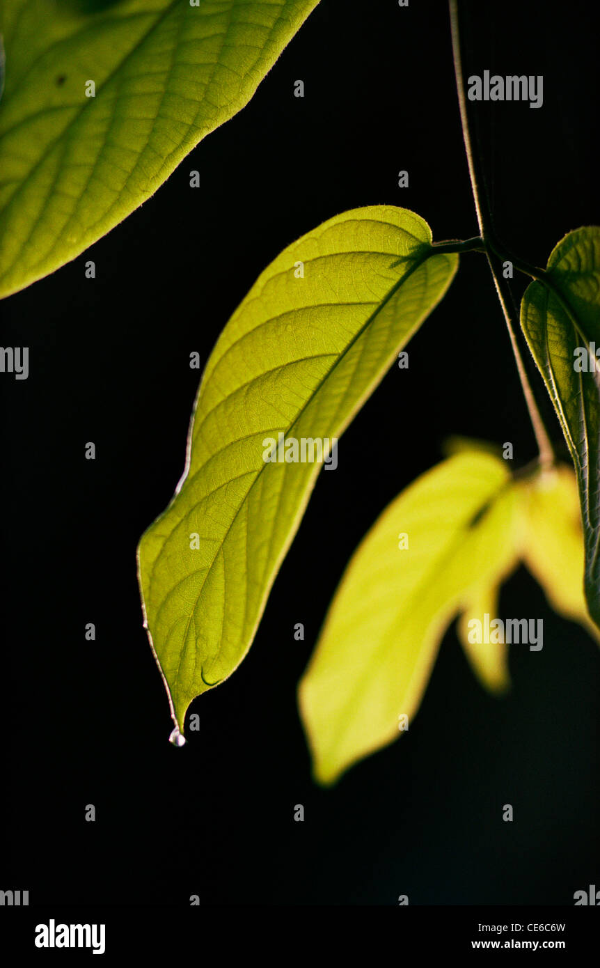 Tip of the leaf hi-res stock photography and images - Alamy