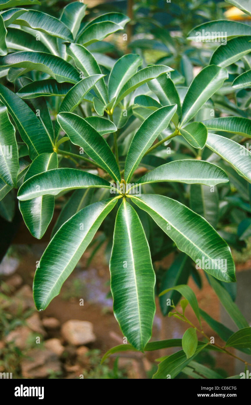 Alstonia hi-res stock photography and images - Alamy