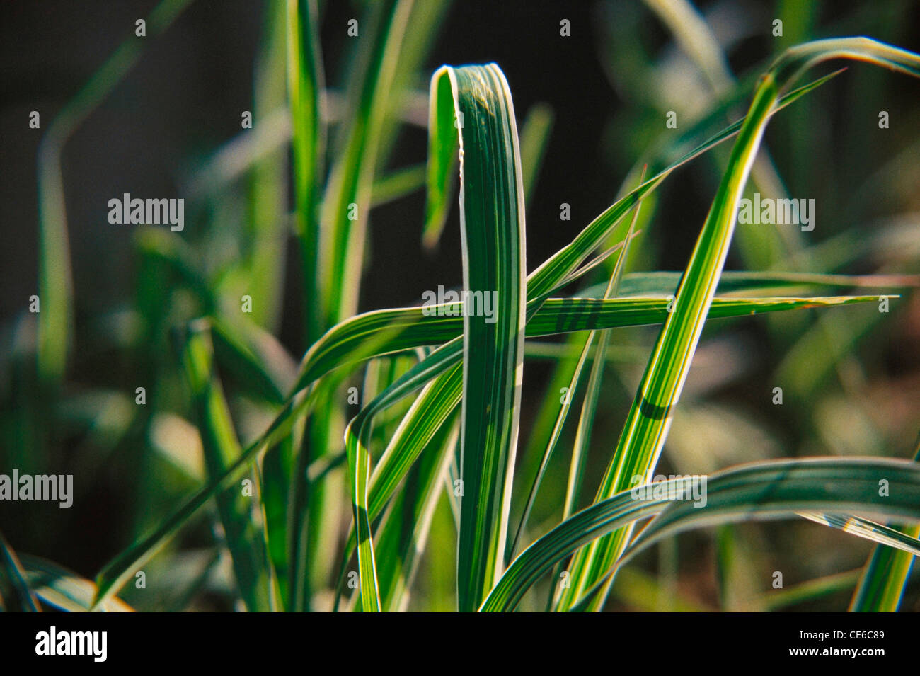 Grass blades closeup ; background Stock Photo - Alamy