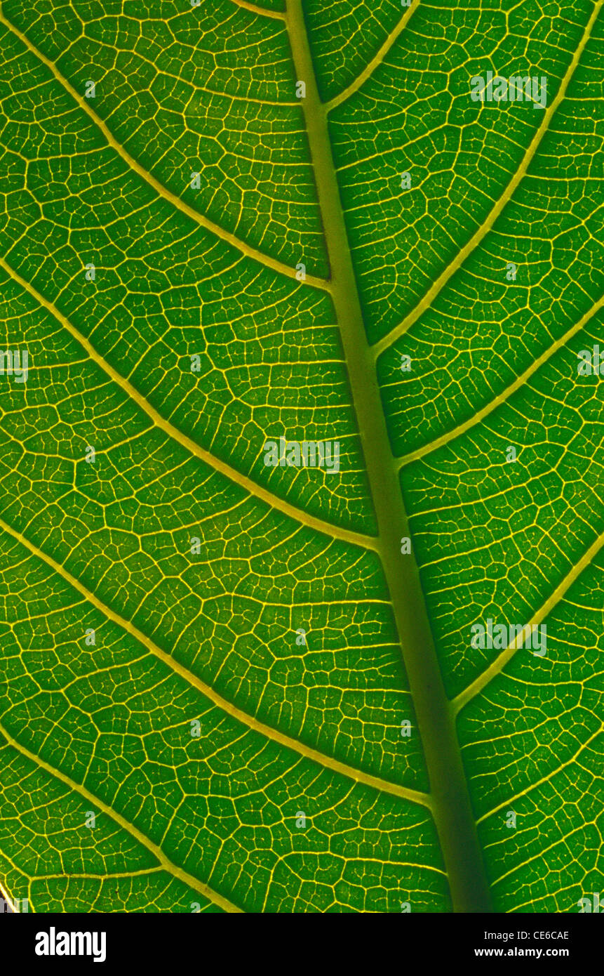 Leaf pattern close up of peepal tree Ficus religiosa Stock Photo - Alamy