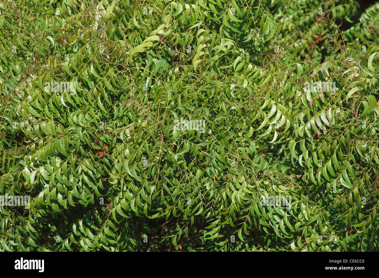 Green leaves of Neem plant or Margosa Azadirachta indica Stock Photo ...