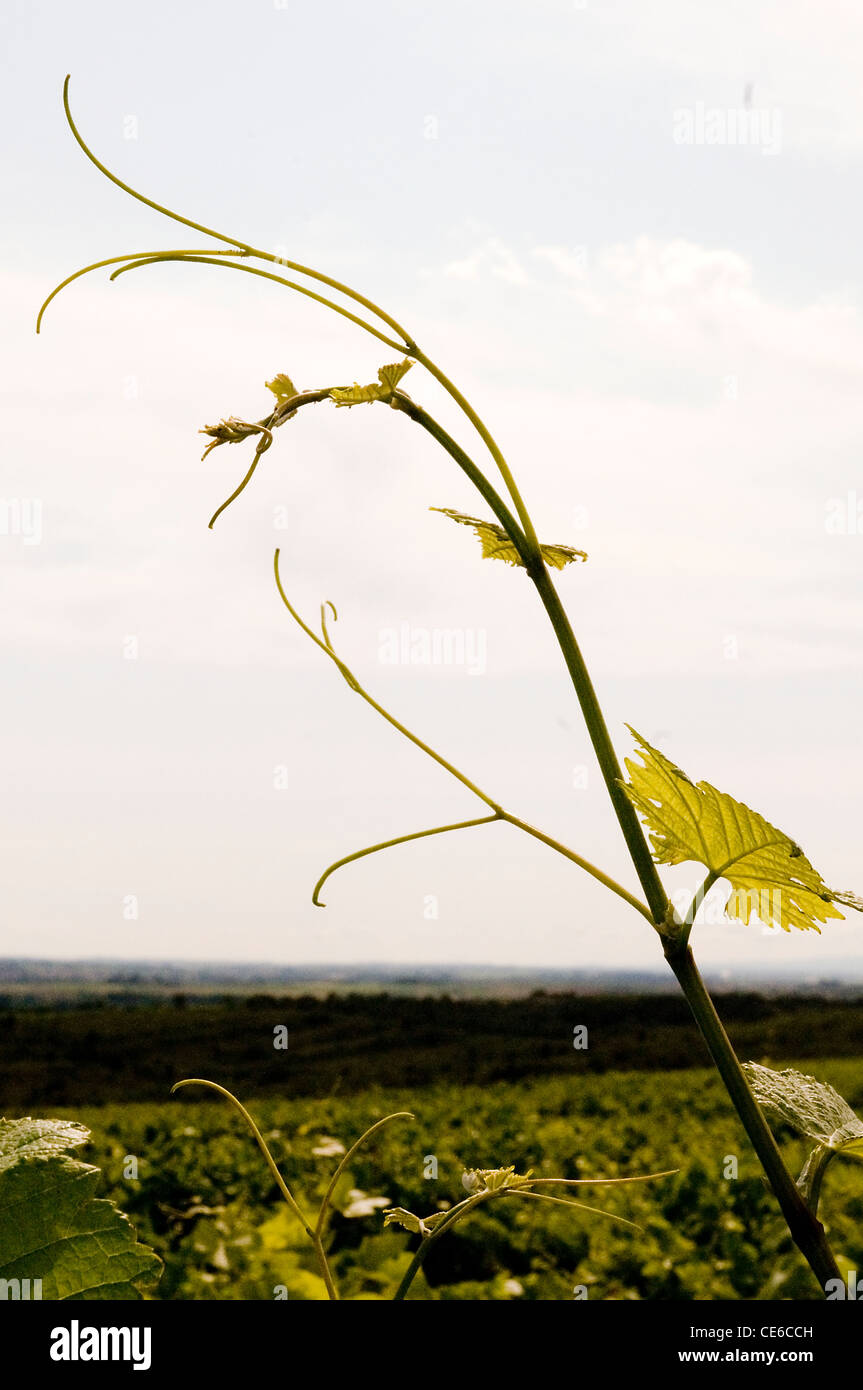 Vine leaves sprouting hi-res stock photography and images - Alamy
