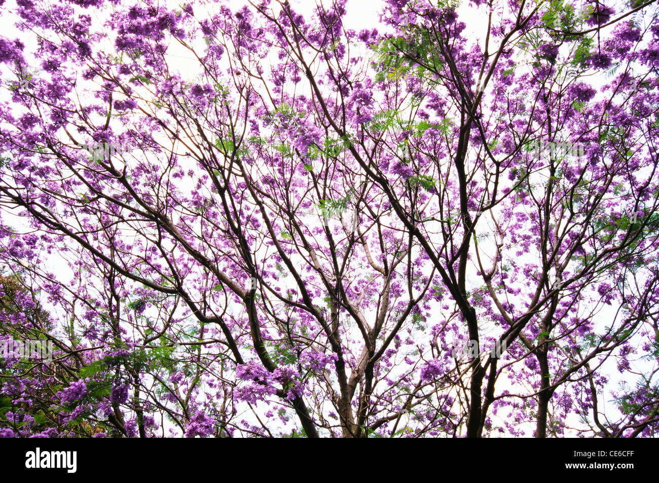 Jacaranda purple violet color flowering tree mimosaefolia india Stock ...