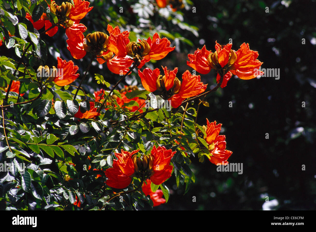 Spathodea campanulata flowering tree ; Spathodia campanulata flowering ...