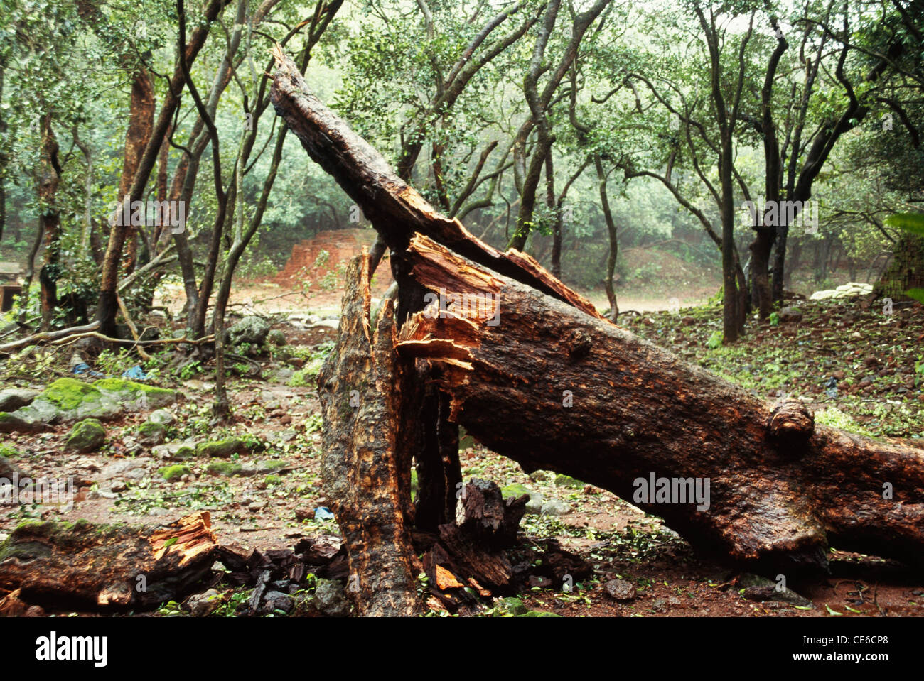 Fallen damaged destroyed tree in monsoon ; mahableshwar ; Maharashtra ...