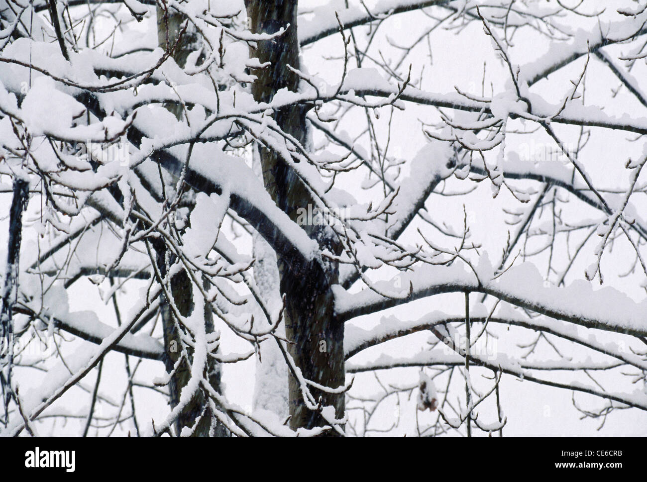Snow on tree ; manali ; himachal pradesh ; india ; asia Stock Photo - Alamy