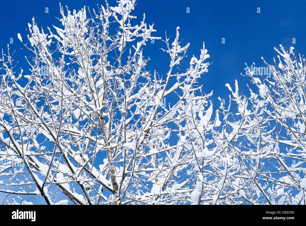 Snow covered tree ; manali ; himachal pradesh ; india ; asia Stock ...