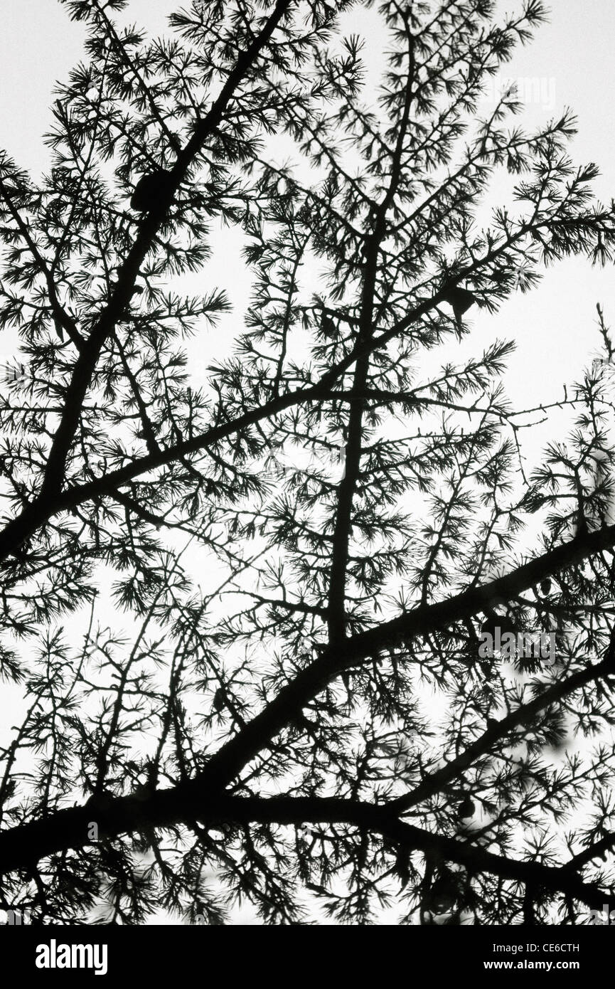 Indian cedar tree Deodar in Naldera shimla himachal pradesh india dpa ...