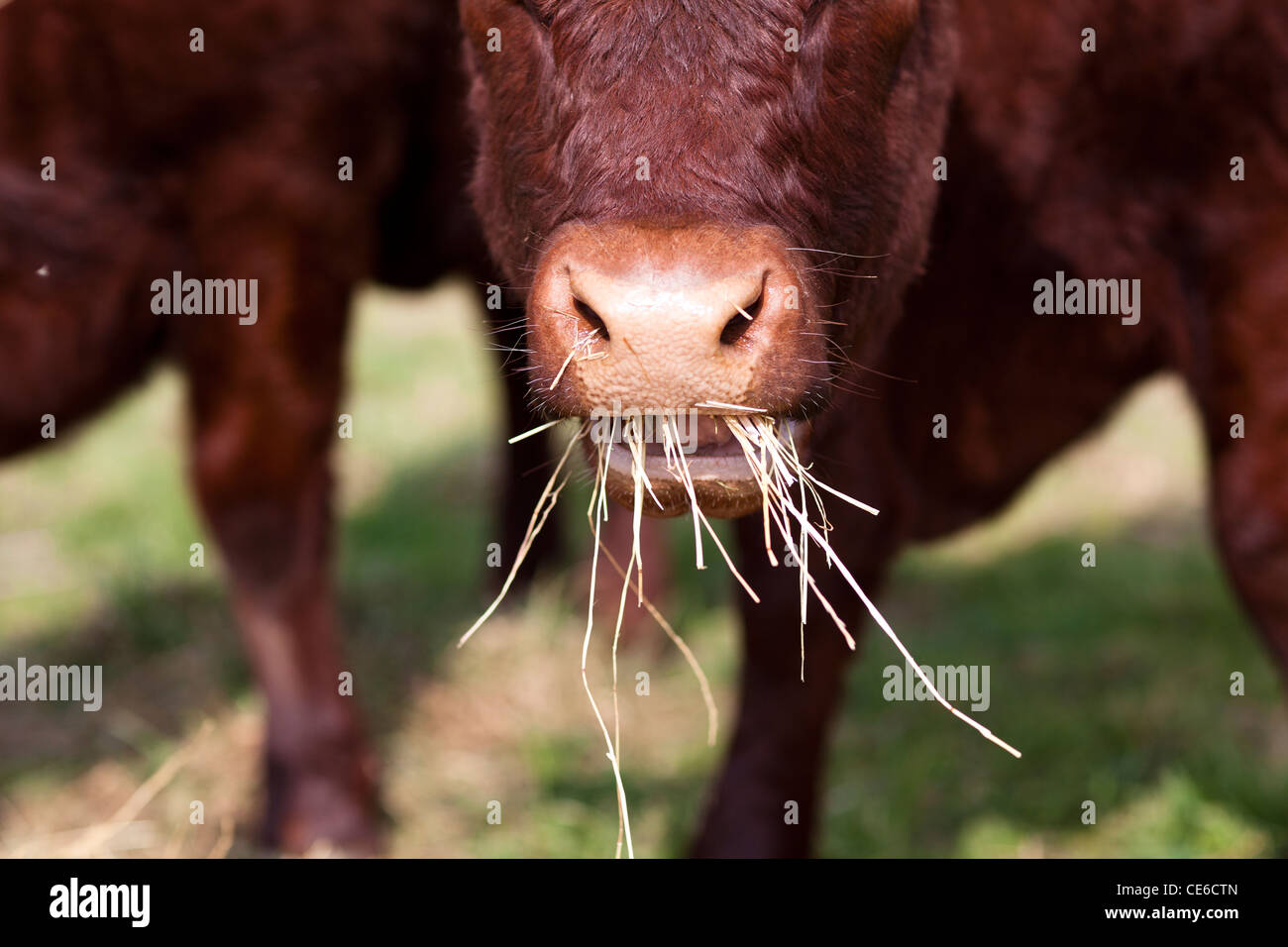Ruby Red Cows Stock Photos & Ruby Red Cows Stock Images - Alamy
