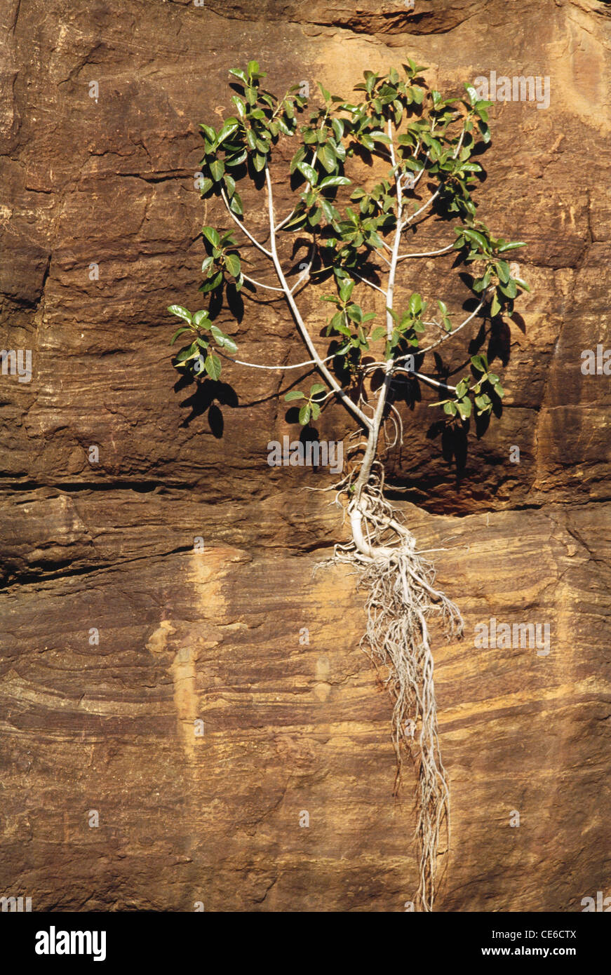 Rock and roots hi-res stock photography and images - Alamy