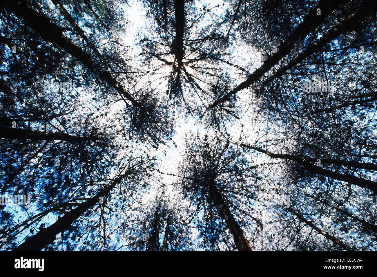 Pine trees ; low angle looking up Stock Photo - Alamy