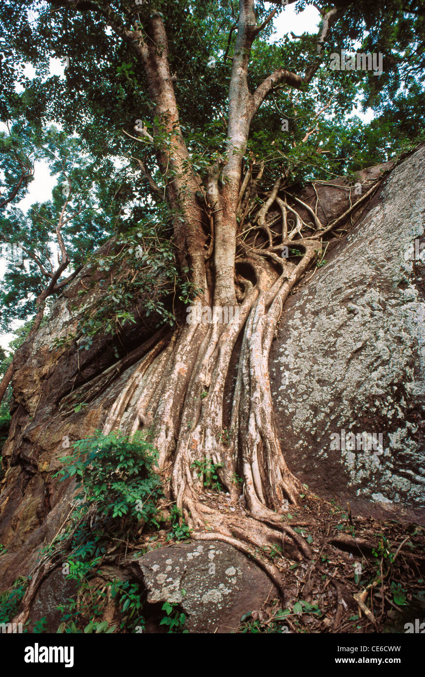 Buttress roots ; shola forest tree species ; kerala ; india ; asia ...