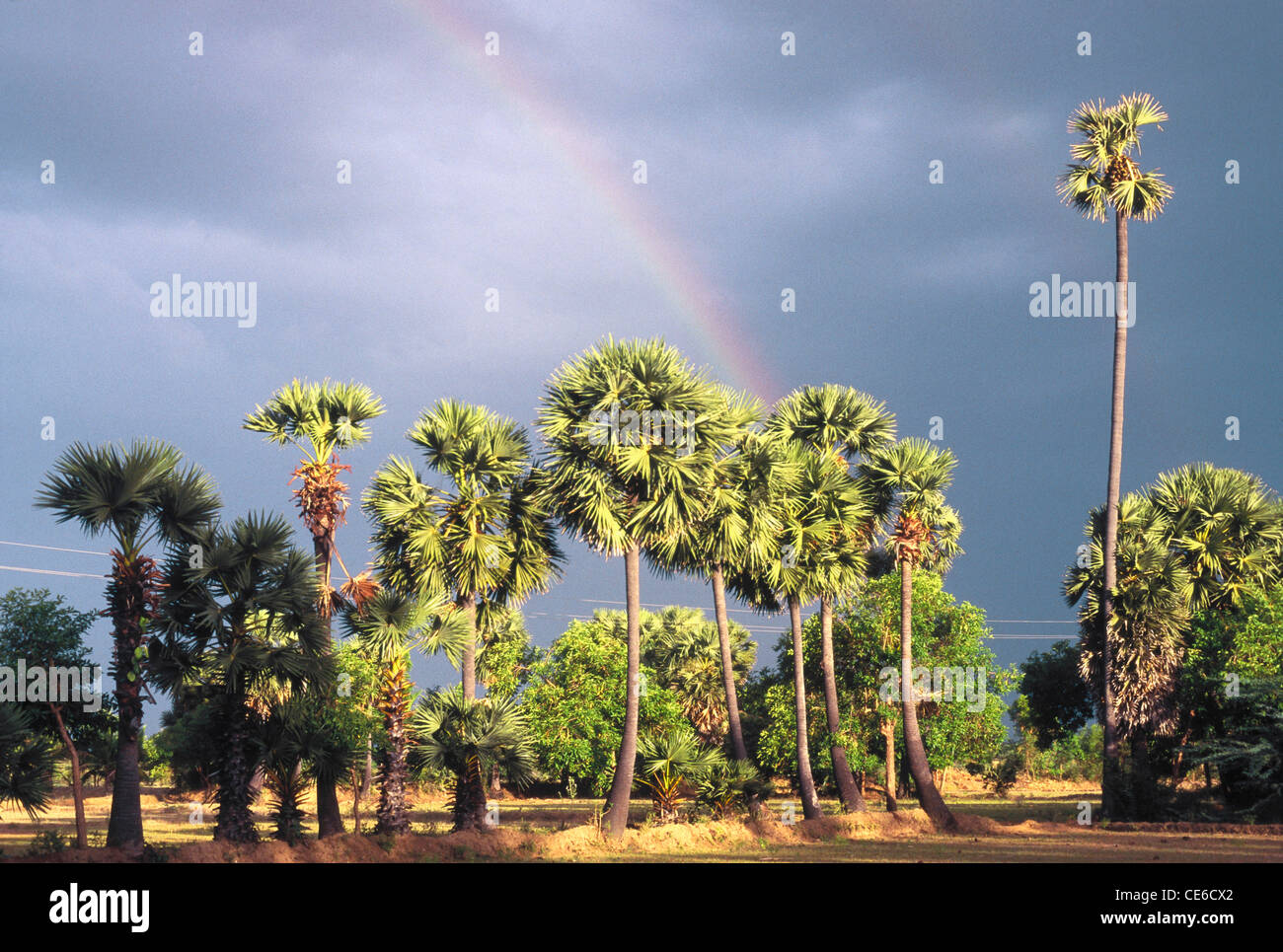 Palmyrah palm trees and rainbow Borassus Flabellfer kerala india Stock ...