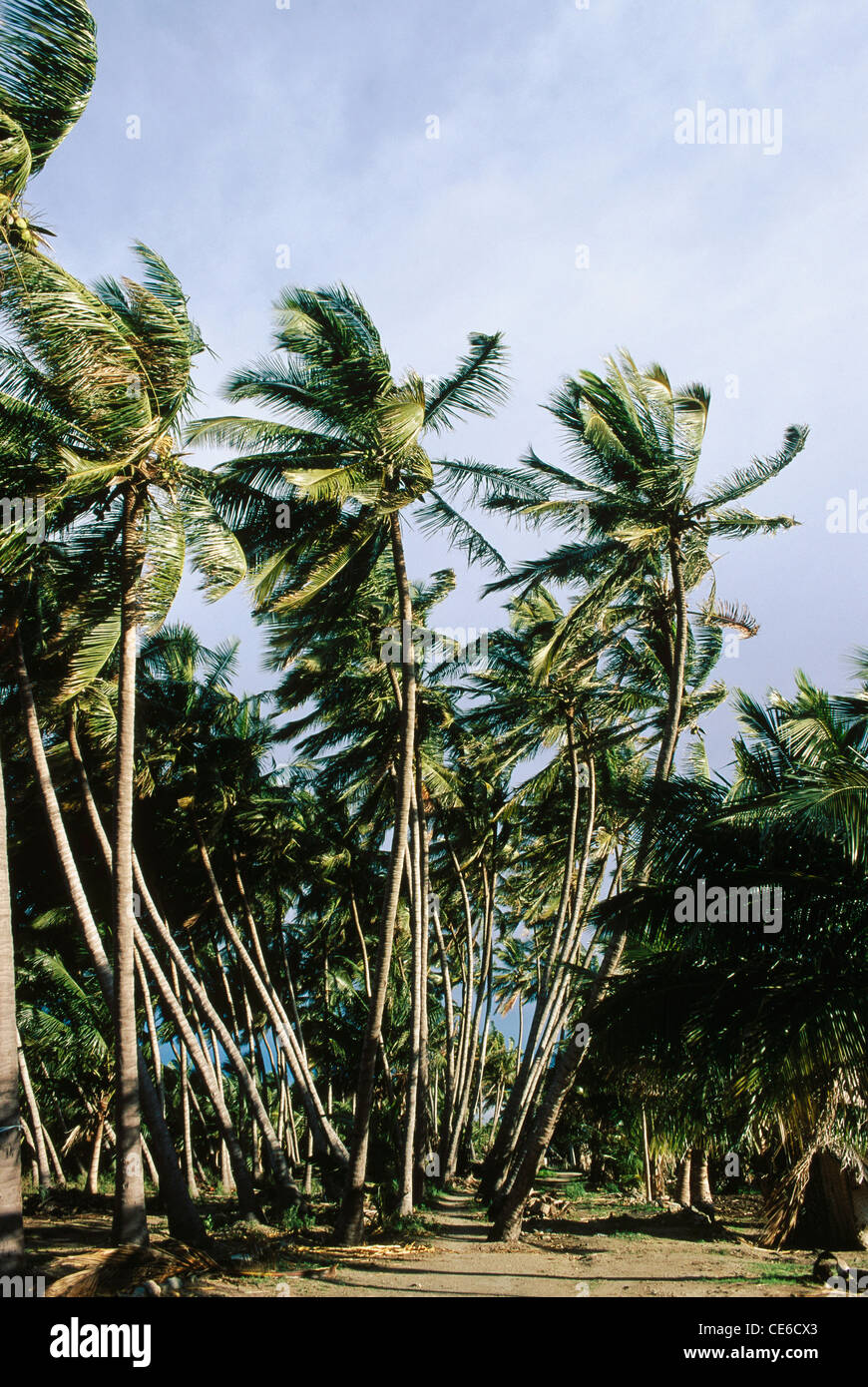Coconut plantation kerala hi-res stock photography and images - Alamy