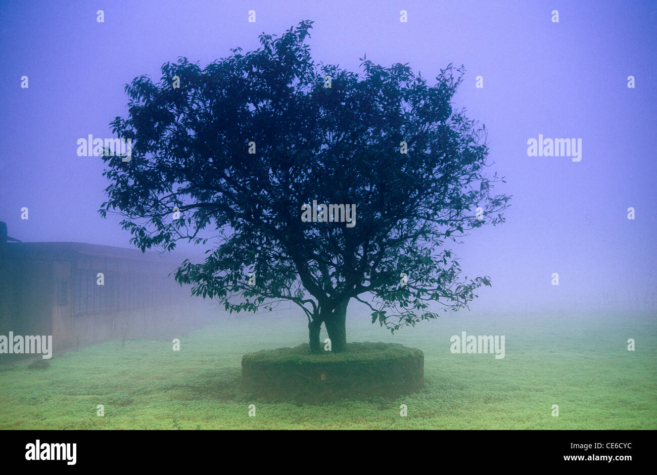 Tree in mist ; malshej ghat ; maharashtra ; india Stock Photo - Alamy