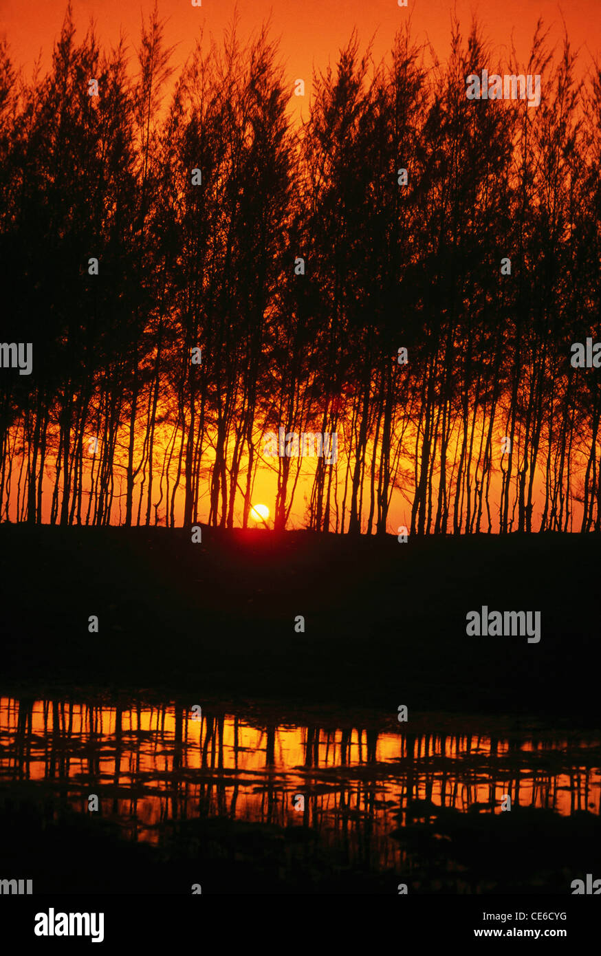 Sunset through trees at devka beach ; nani daman ; daman ; Union ...