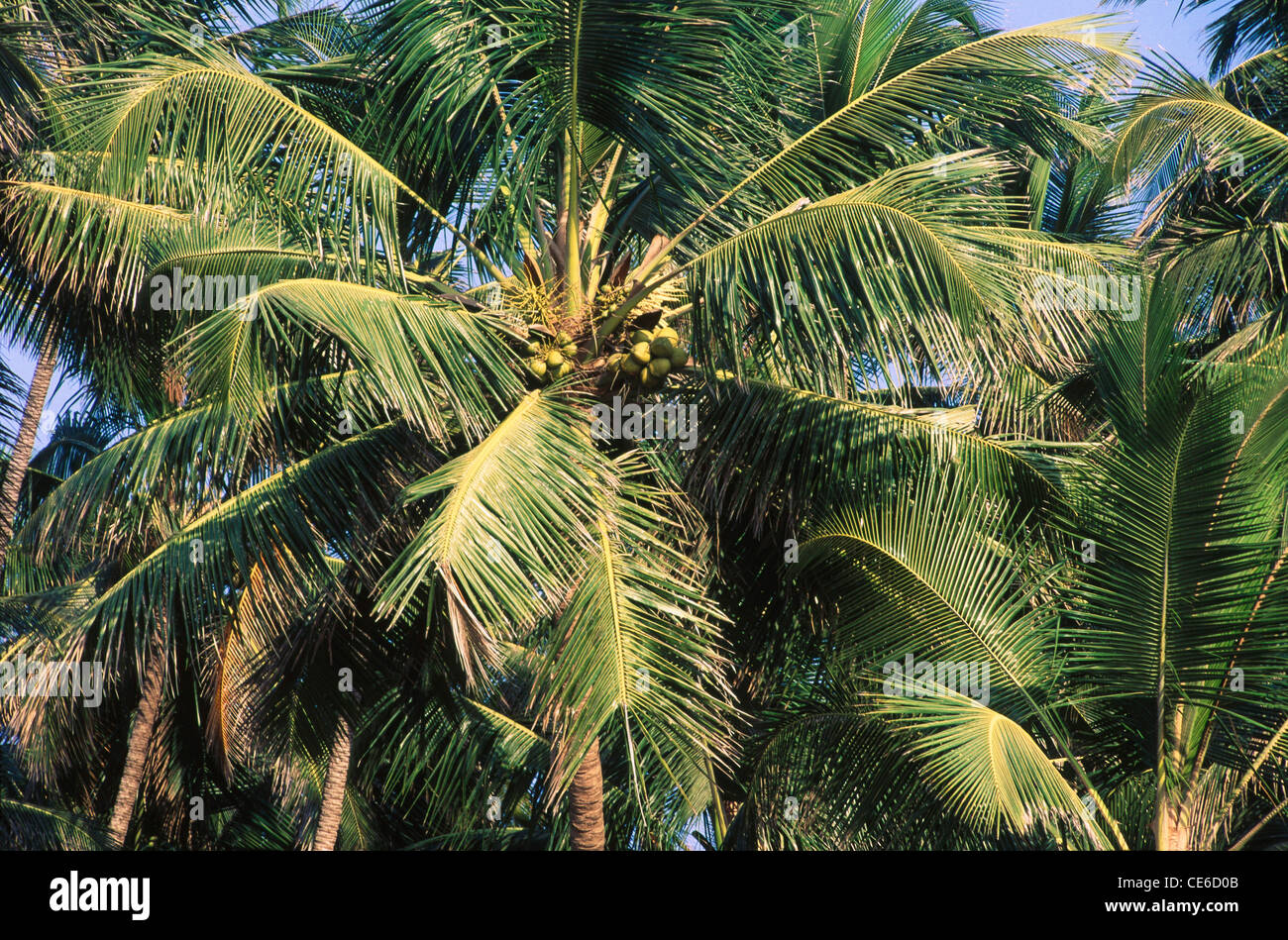 Close ups of top of coconut trees Cocos nucifera ; murud ; maharashtra ...