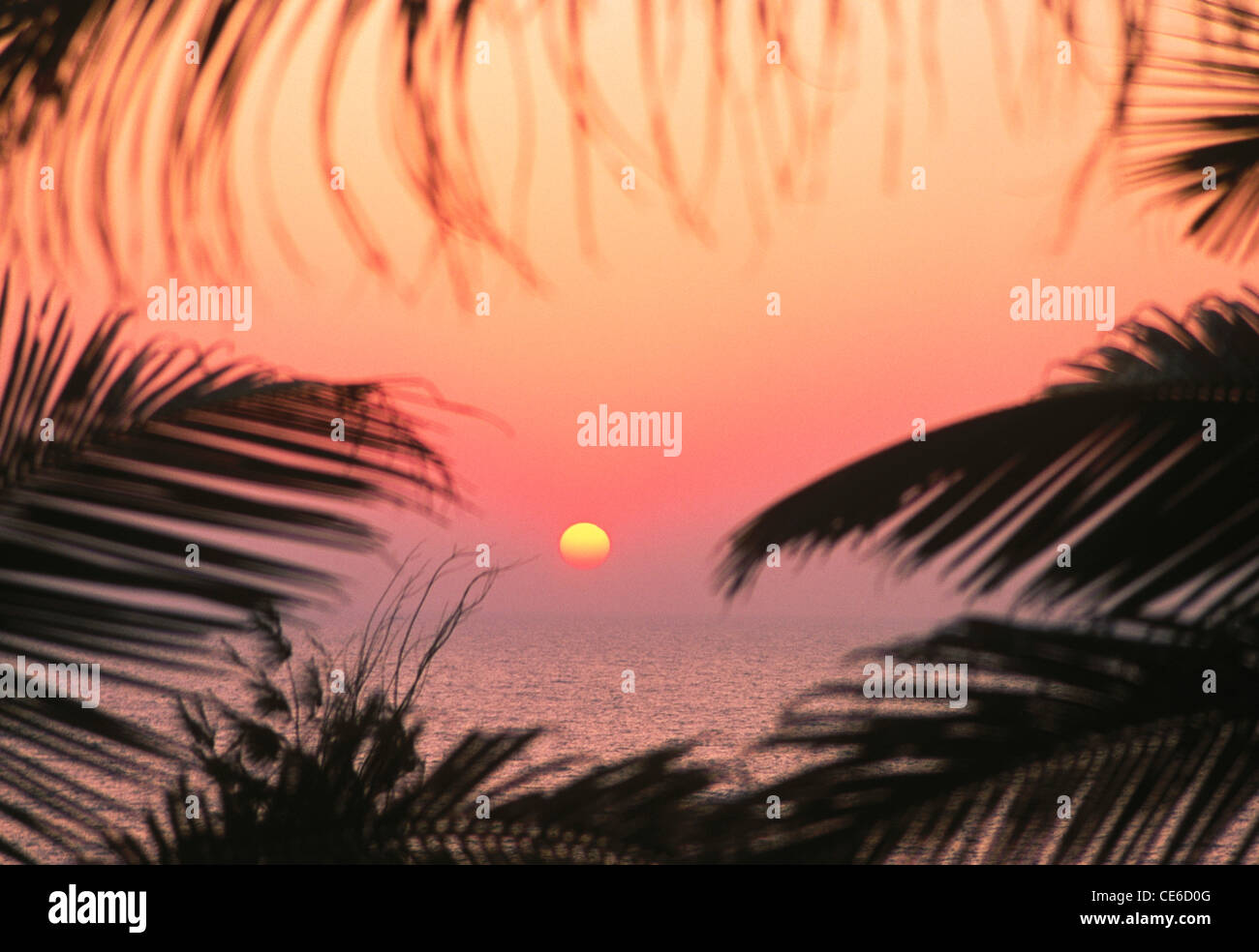 sunset behind palm tree coconut tree leaves ; ganapatipule ; ratnagiri ...