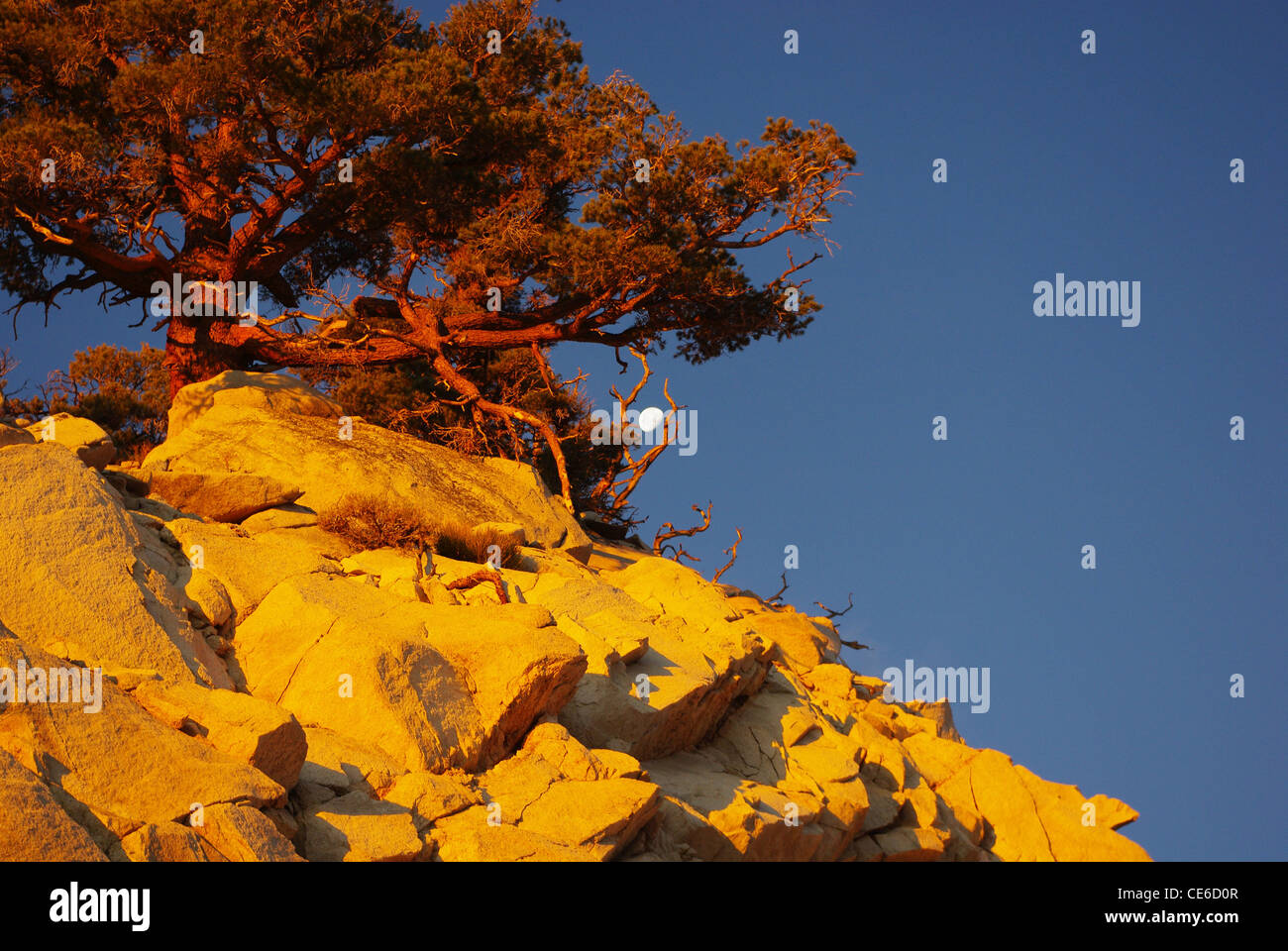 Moon tree hi-res stock photography and images - Alamy