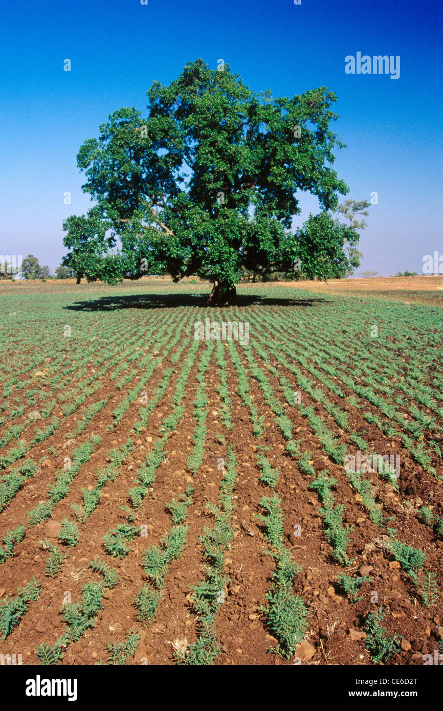 Nandurbar district hi-res stock photography and images - Alamy