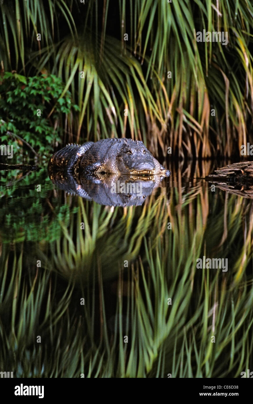Vertical Alligator Reflection Stock Photo - Alamy