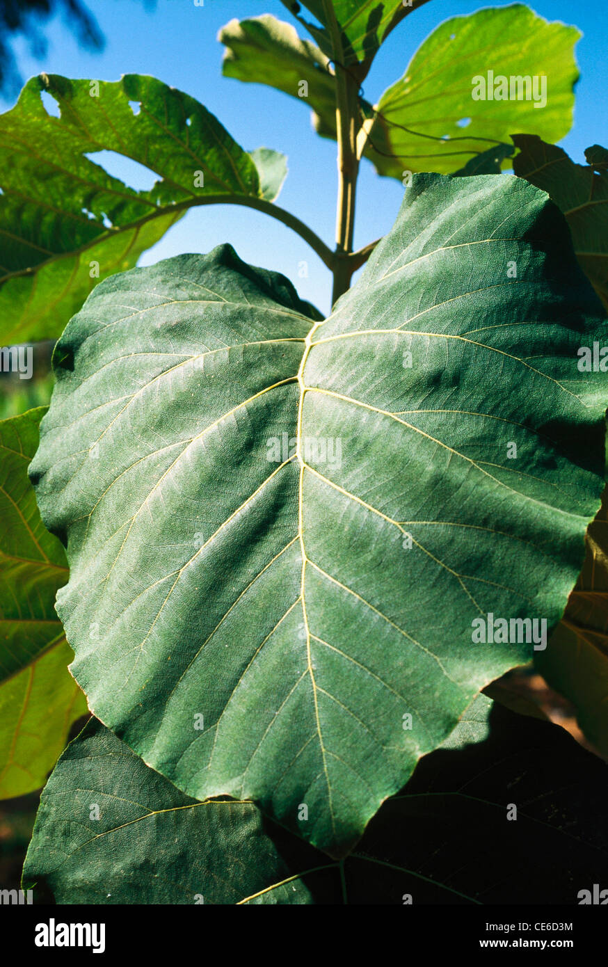 Teak Tree Leaf