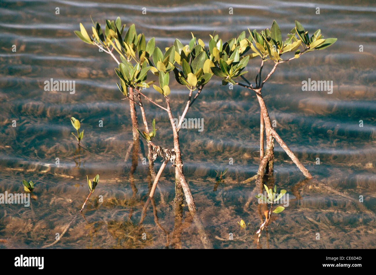 Mangrove plants growing in sea water Stock Photo - Alamy