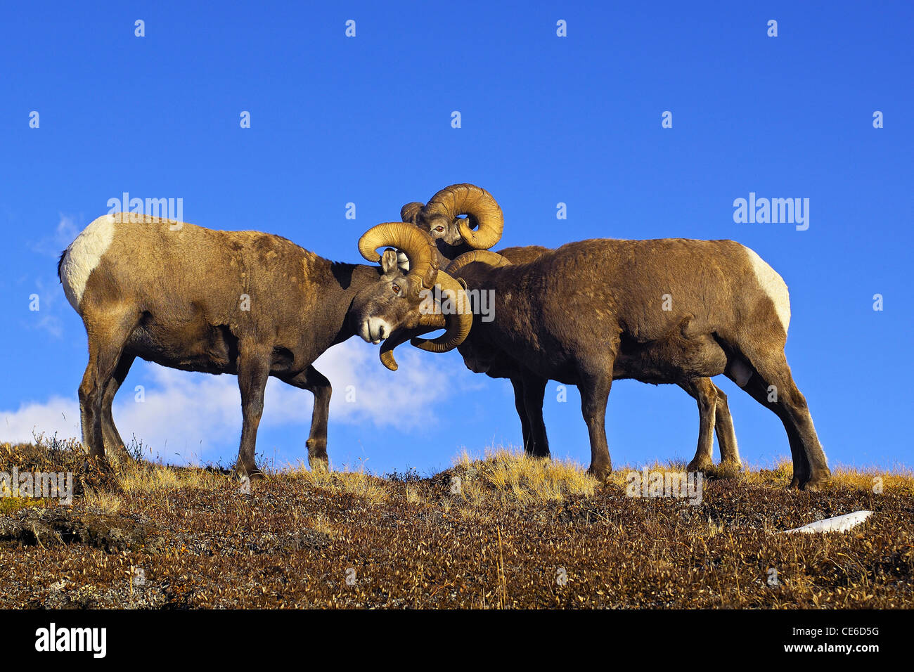 Mating bighorn sheep hi-res stock photography and images - Alamy