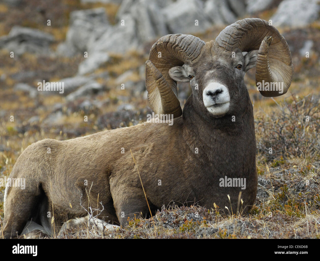 Bighorn ram hi-res stock photography and images - Alamy