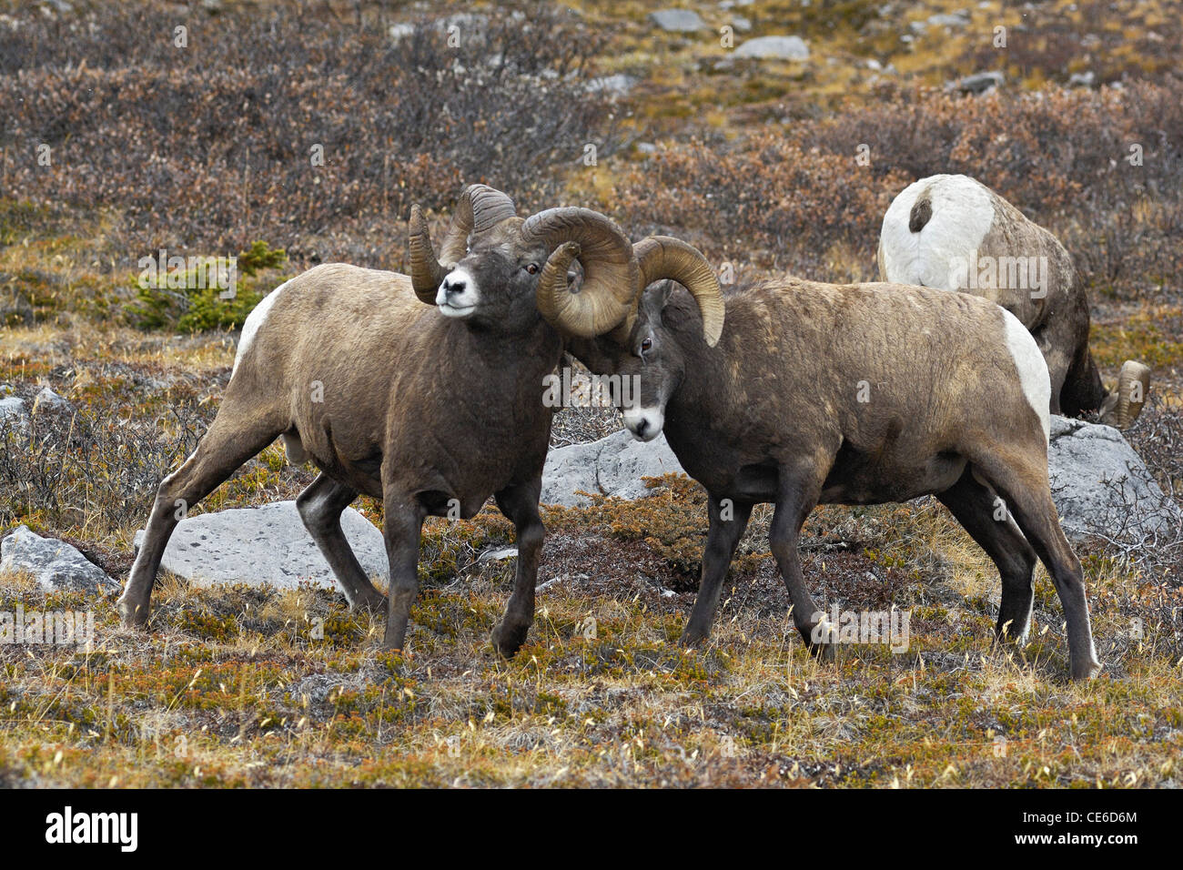 Bighorn sheep fighting hi-res stock photography and images - Alamy