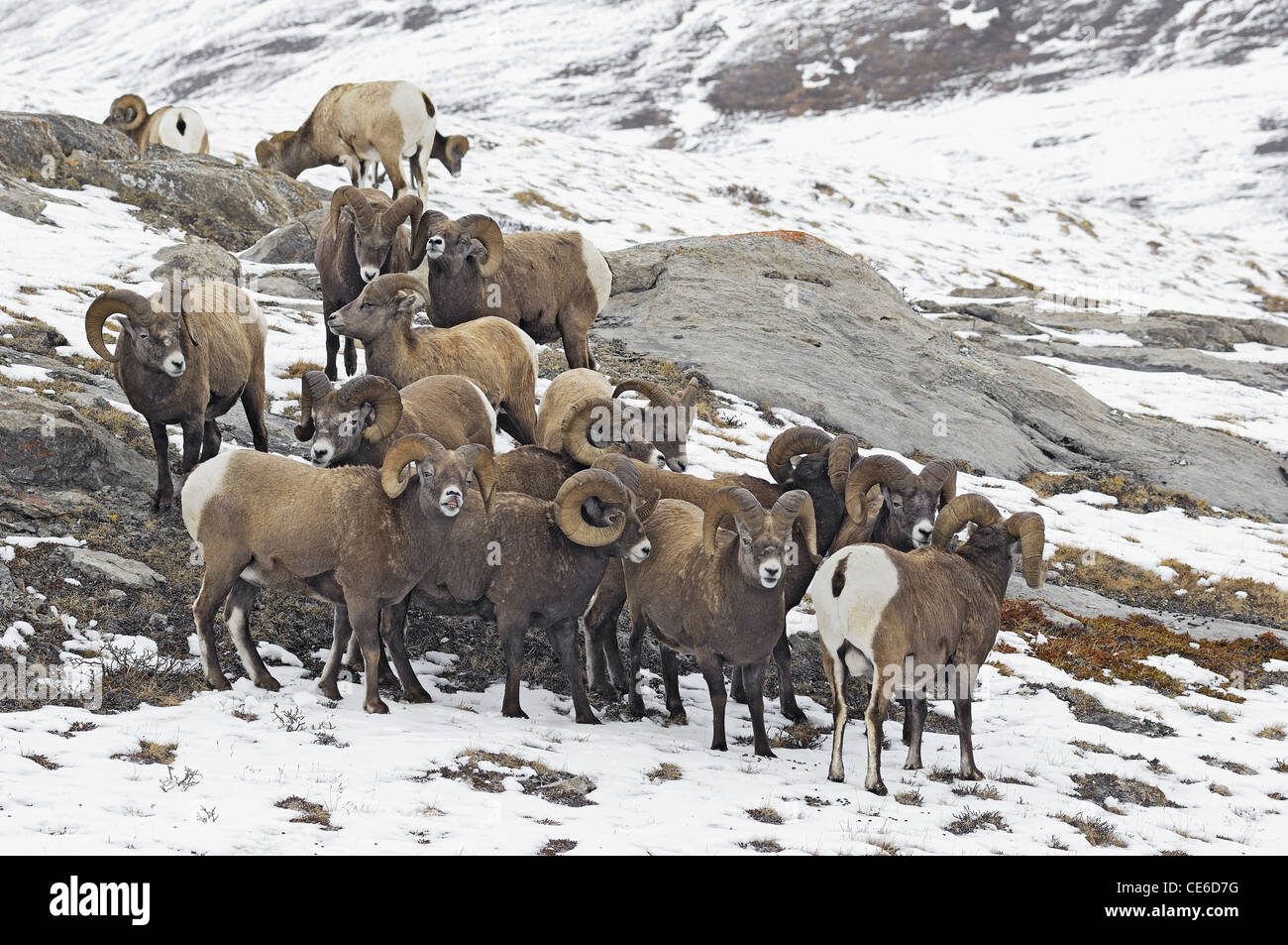 Gathering Bighorn Sheep Stock Photo - Alamy