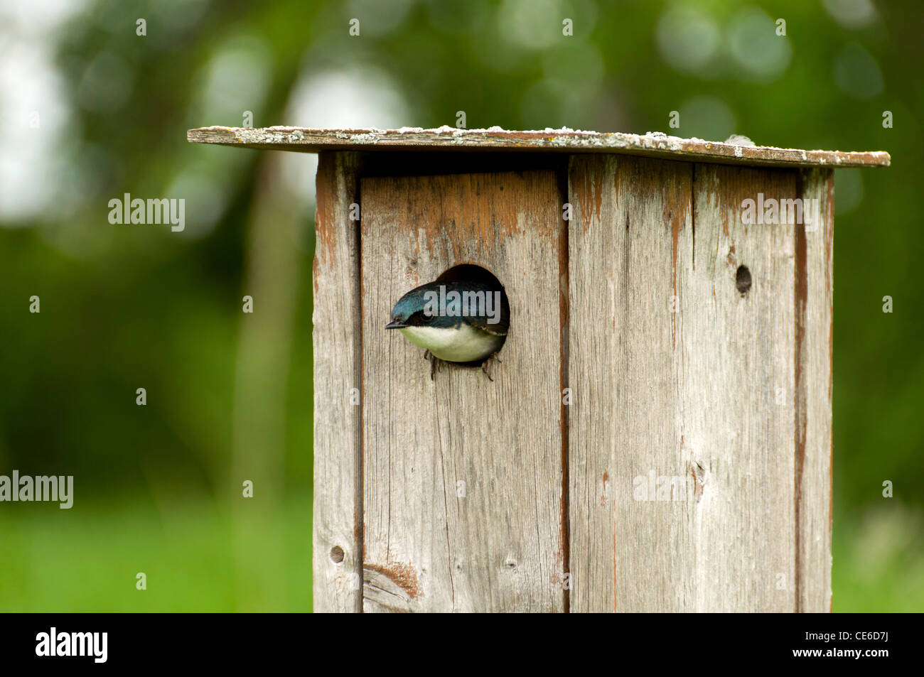 A Blue Bird inside a Bird house sticking its head out Stock Photo - Alamy