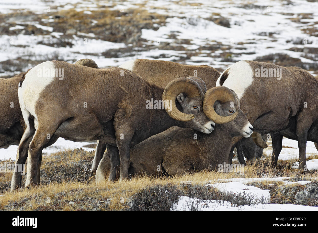 Bighorn Rams Together Stock Photo - Alamy