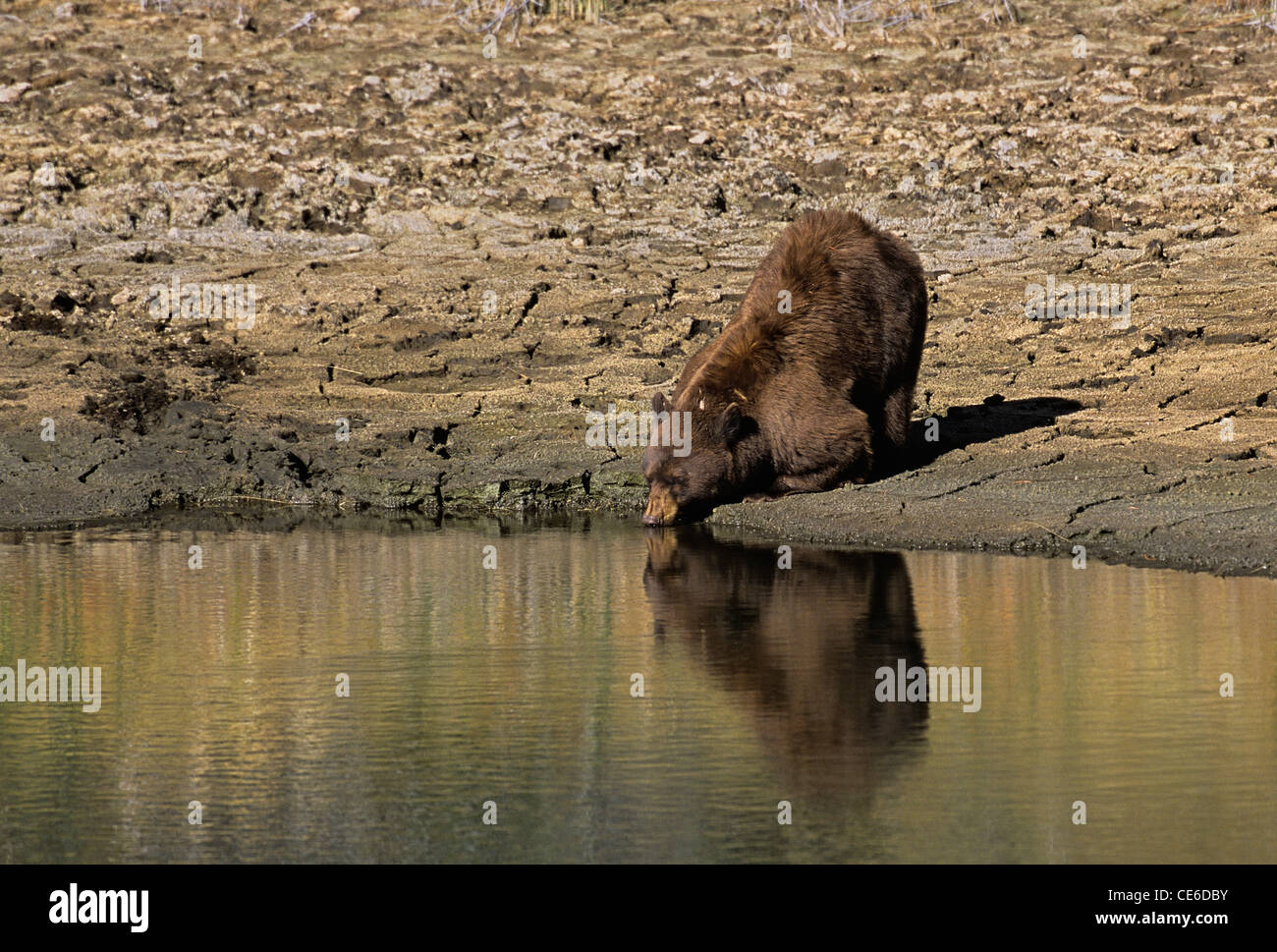 Bear drinking water hi-res stock photography and images - Alamy
