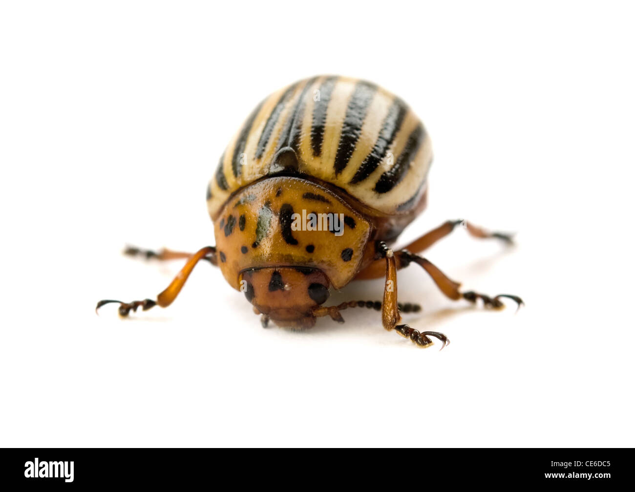 Colorado potato beetle hi-res stock photography and images - Alamy