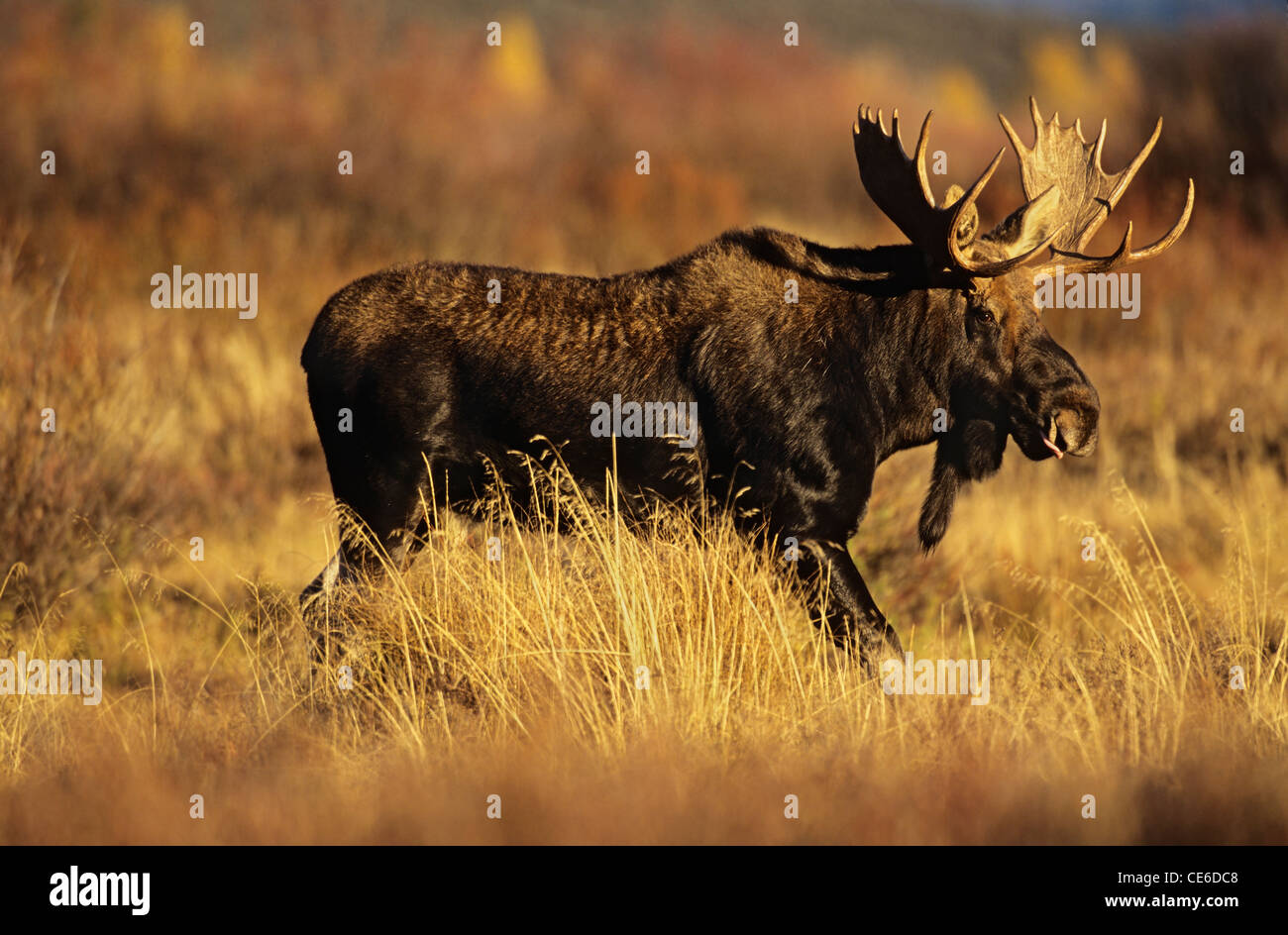 Bull Moose in Sunset Light Stock Photo - Alamy