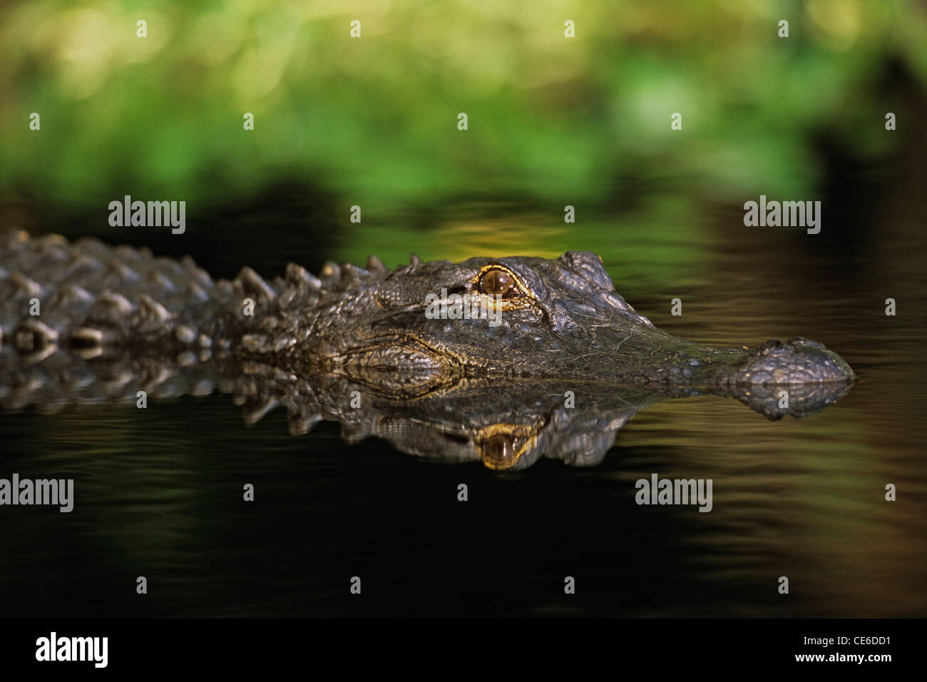 Alligator Swimming in Beautiful Light Stock Photo - Alamy