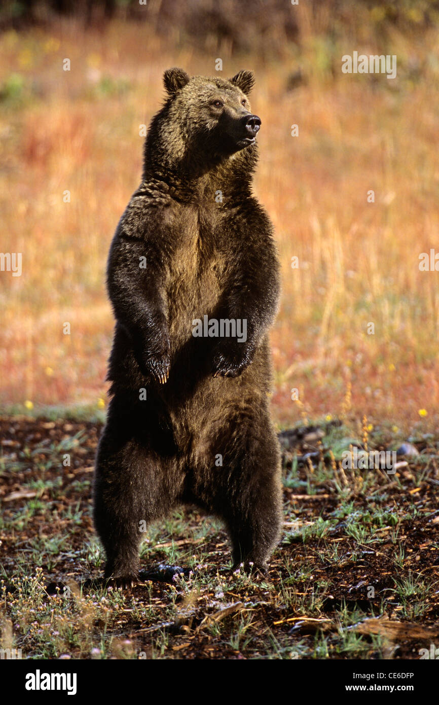 A grizzly bear stands and sniffs the air for danger Stock Photo - Alamy