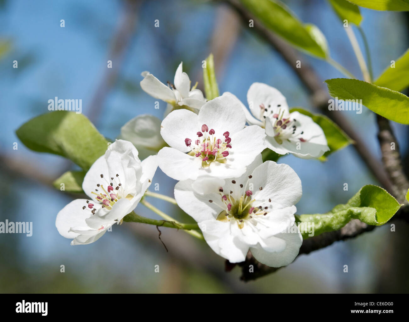 flowering of pear close up Stock Photo - Alamy
