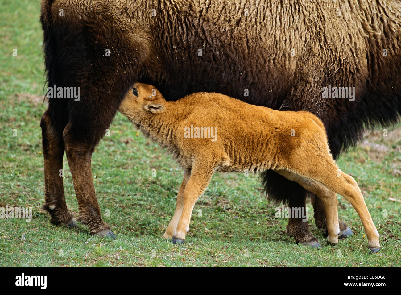 American bison calf nursing in yellowstone hi-res stock photography and ...
