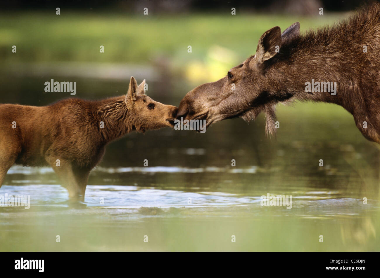 Moose kissing hi-res stock photography and images - Alamy